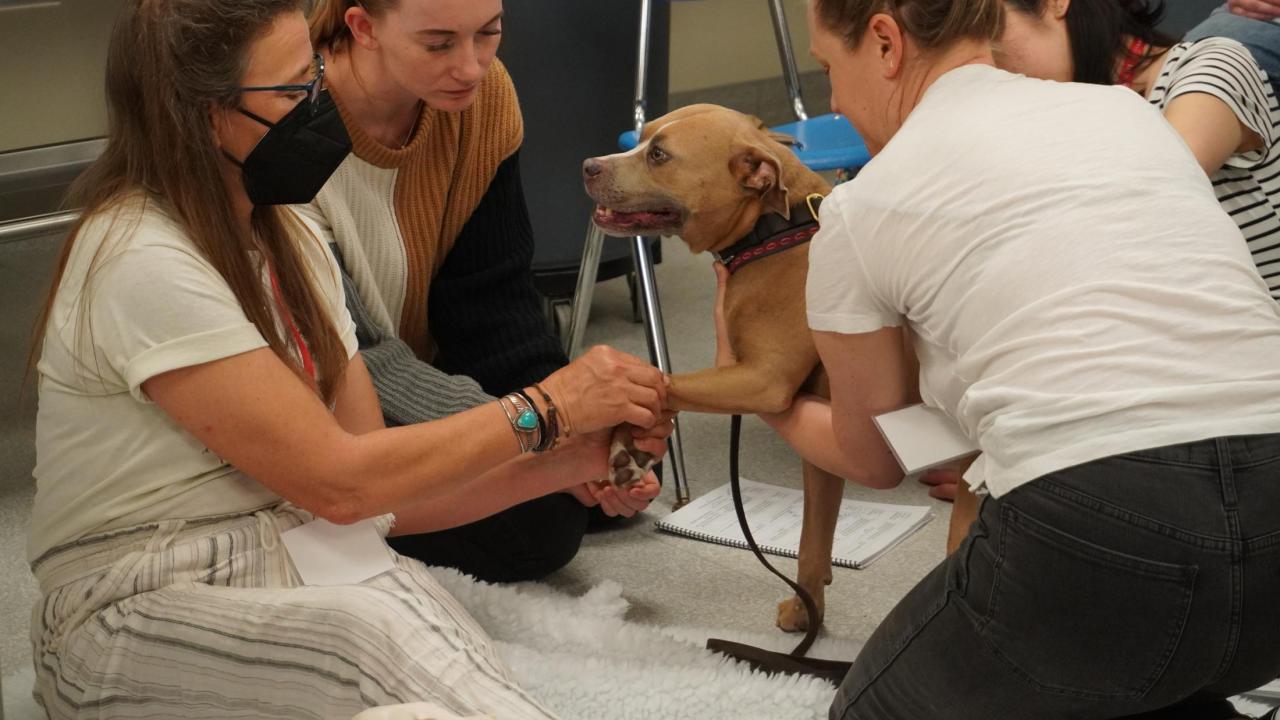 2024 SA CVA Course | Center for Continuing Professional Education (CCPE)